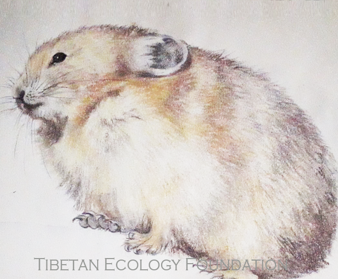 བོད་མཐོ་སྒང་གི་ཨ་བྲ། | སྐྱེ་ཁམས་ཐེབས་རྩ་ཚོགས་པ།Tibetan Ecology Foundation